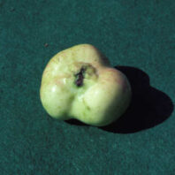 Apple: Aphids | Hortsense | Washington State University