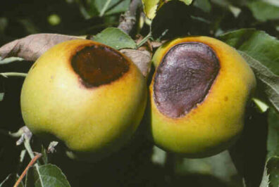 Common Cultural: Sunscald | Hortsense | Washington State University