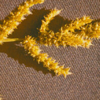 Weeds: Barnyardgrass – Echinochloa crus-galli | Hortsense | Washington ...