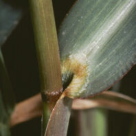 Weeds: Barnyardgrass – Echinochloa crus-galli | Hortsense | Washington ...