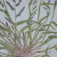 Weeds: Barnyardgrass – Echinochloa crus-galli | Hortsense | Washington ...