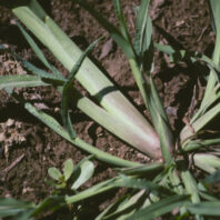 Weeds: Barnyardgrass – Echinochloa crus-galli | Hortsense | Washington ...