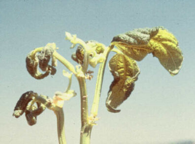 Bean: Curly top (Beet curly top virus) | Hortsense | Washington State ...