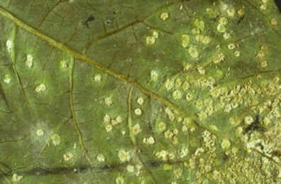 Bean: Rust | Hortsense | Washington State University