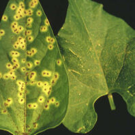 Bean: Rust | Hortsense | Washington State University