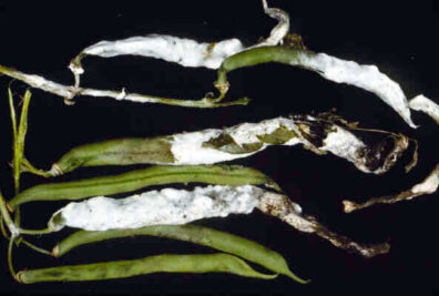 Bean: White mold (Sclerotinia rot) | Hortsense | Washington State ...