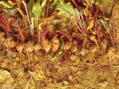 Beet, Chard: Downy mildew | Hortsense | Washington State University