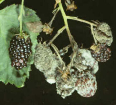 Blackberry: Fruit rot | Hortsense | Washington State University