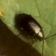 Broccoli, Cole crops: Flea beetles | Hortsense | Washington State ...