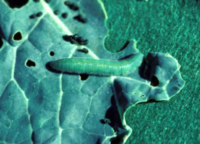 Broccoli, Cole crops: Imported cabbageworm | Hortsense | Washington ...