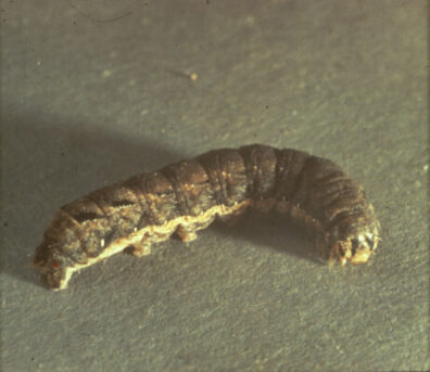 Grape: Cutworms and armyworms | Hortsense | Washington State University