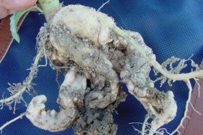 Broccoli, Cole crops: Clubroot | Hortsense | Washington State University