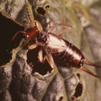 Corn: Earwigs | Hortsense | Washington State University