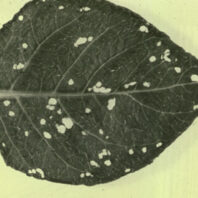 Potato: Potato flea beetles | Hortsense | Washington State University