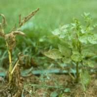 Potato: Potato flea beetles | Hortsense | Washington State University