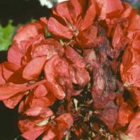 Common Diseases: Botrytis blight (Gray mold) | Hortsense | Washington ...