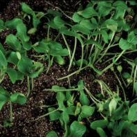 Corn: Seed rot and seedling blight (damping-off) | Hortsense ...