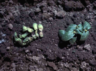 Corn: Seed rot and seedling blight (damping-off) | Hortsense ...