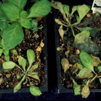 Corn: Seed rot and seedling blight (damping-off) | Hortsense ...