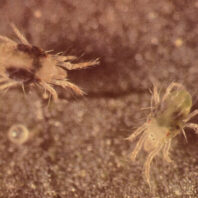 Raspberry: Spider mites | Hortsense | Washington State University