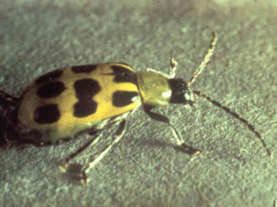 Corn: Western spotted cucumber beetle | Hortsense | Washington State ...