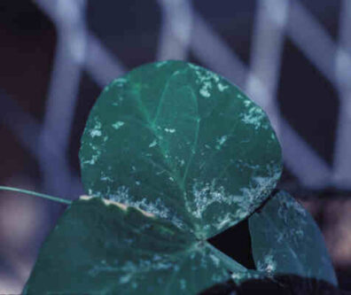 Bean: Thrips | Hortsense | Washington State University