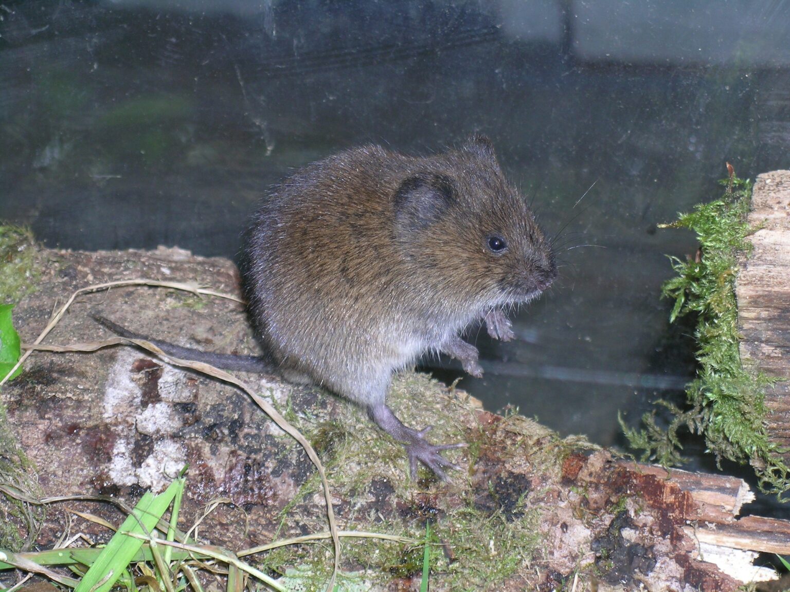 Vertebrate: Voles | Hortsense | Washington State University