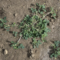 Weeds: Black medic – Medicago lupulina | Hortsense | Washington State ...