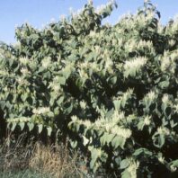 Weeds: Knotweeds (Bohemian, Giant, Japanese, Himalayan) – Polygonum spp ...