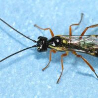 Parasitic Wasps : Ichneumonid and braconid wasps | Hortsense ...