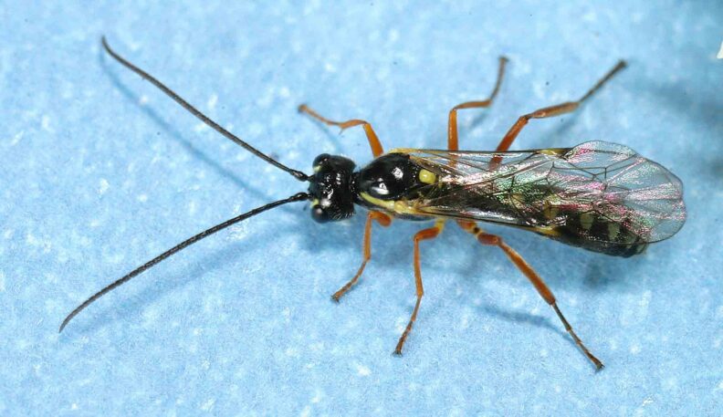 Parasitic Wasps : Ichneumonid and braconid wasps | Hortsense ...
