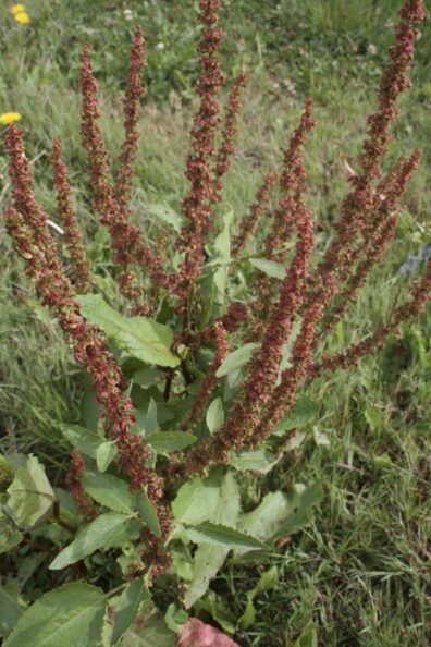Weeds: Dock (Curly, Broadleaf) – Rumex spp. | Hortsense | Washington ...