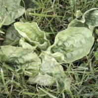 Weeds: Plantain (Broadleaf, Buckhorn) – Plantago spp. | Hortsense ...