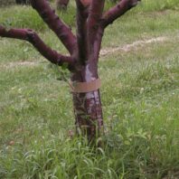 Pear: Codling moth | Hortsense | Washington State University