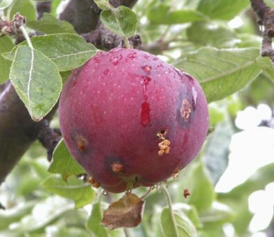 Apple: Codling moth | Hortsense | Washington State University