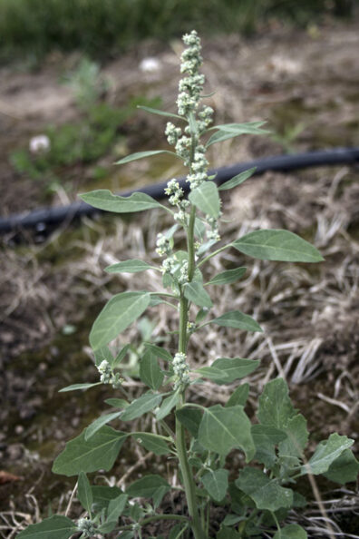 Weeds: Lambsquarters, common – Chenopodium album | Hortsense ...