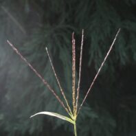 Weeds: Crabgrass – Digitaria spp. | Hortsense | Washington State University