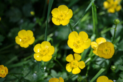 Weeds: Buttercup, creeping – Ranunculus repens | Hortsense | Washington ...