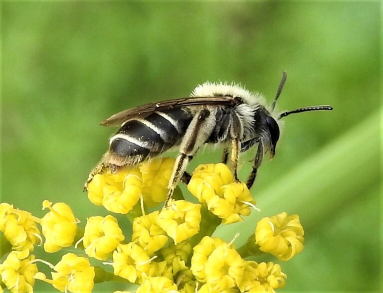 Apidae: Digger Bees (Anthopthora and Habropoda spp.) | Hortsense ...