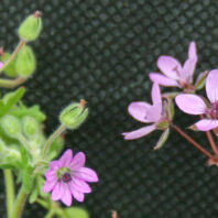 Weeds: Redstem filaree (Stork’s bill, Crane’s bill) – Erodium ...