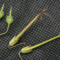 Weeds: Redstem filaree (Stork’s bill, Crane’s bill) – Erodium ...