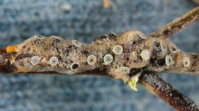 Predatory Bugs : Ambush bugs | Hortsense | Washington State University