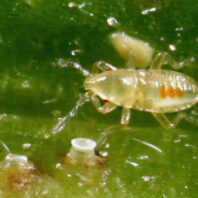 Predatory Bugs : Minute pirate bugs | Hortsense | Washington State ...