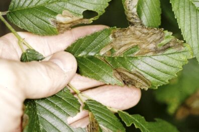 Elm: Elm leafminer | Hortsense | Washington State University