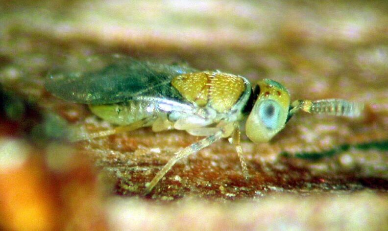 Parasitic Wasps : Encyrtid wasps | Hortsense | Washington State University