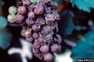 Grape: Botrytis bunch rot (Gray mold) | Hortsense | Washington State ...