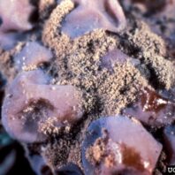 Grape: Botrytis bunch rot (Gray mold) | Hortsense | Washington State ...