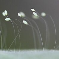 Lacewings | Hortsense | Washington State University