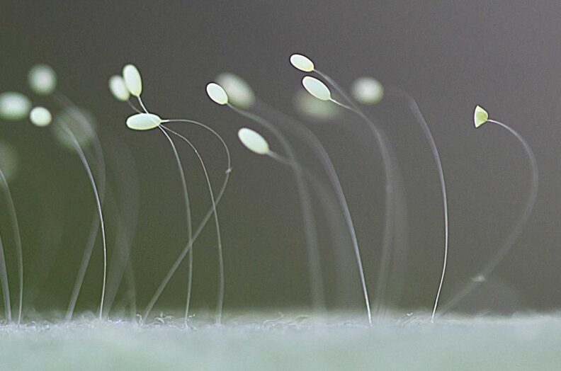 Lacewings | Hortsense | Washington State University