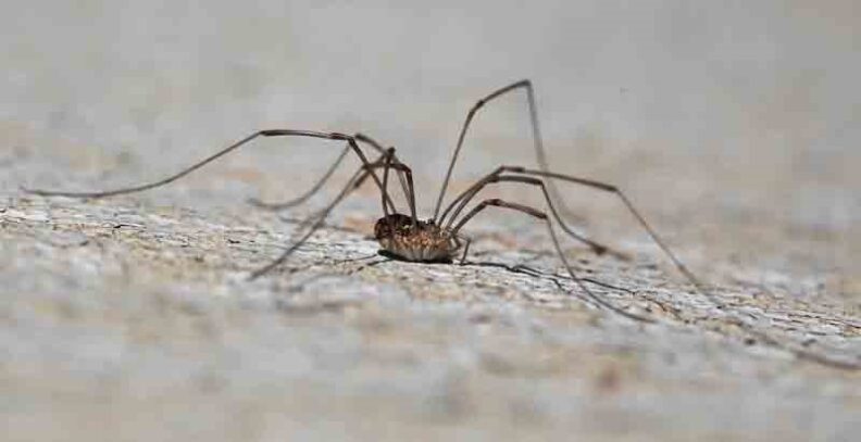 Harvestmen | Hortsense | Washington State University